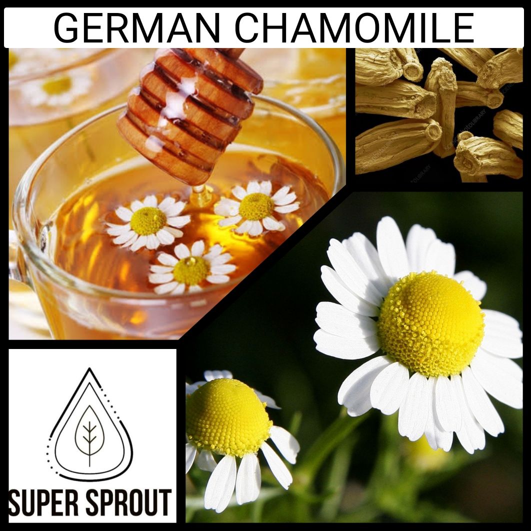 🌼GERMAN CHAMOMILE🌼 x100+ seeds - SUPER SPROUT ONLINE SEED STORE | Take App