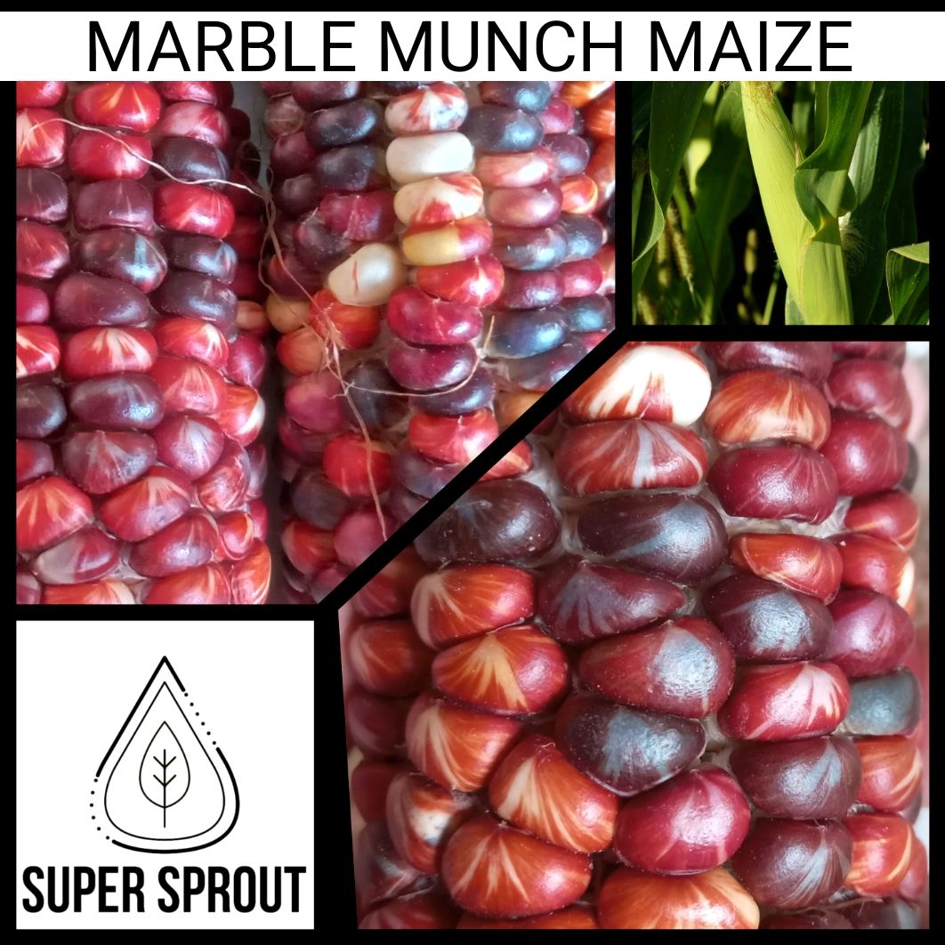 🌽MARBLE MUNCH MAIZE🌽 x 25 seeds - SUPER SPROUT ONLINE SEED STORE | Take App
