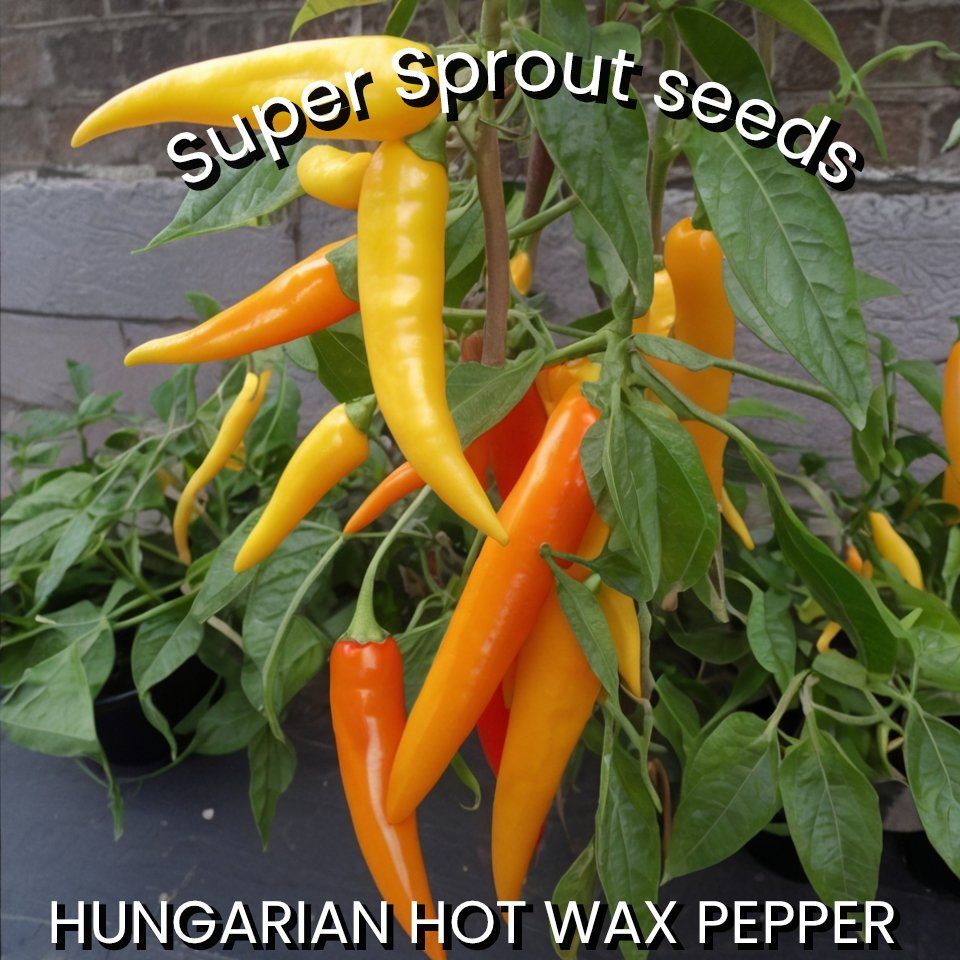 HUNGARIAN HOT WAX CHILLI PEPPER x 10 seeds - SUPER SPROUT ONLINE SEED ...