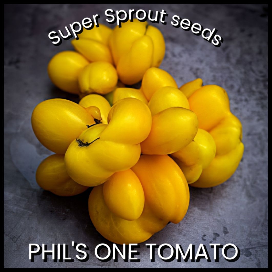 🍅PHIL'S ONE TOMATO 🍅 x 15+ seeds - SUPER SPROUT ONLINE SEED STORE ...