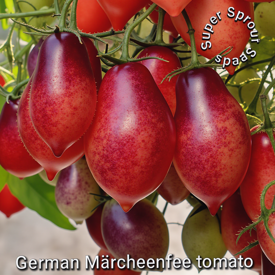 🍅German MärchenFee Cherry tomato🍅 x 10 seeds organic - SUPER SPROUT ...