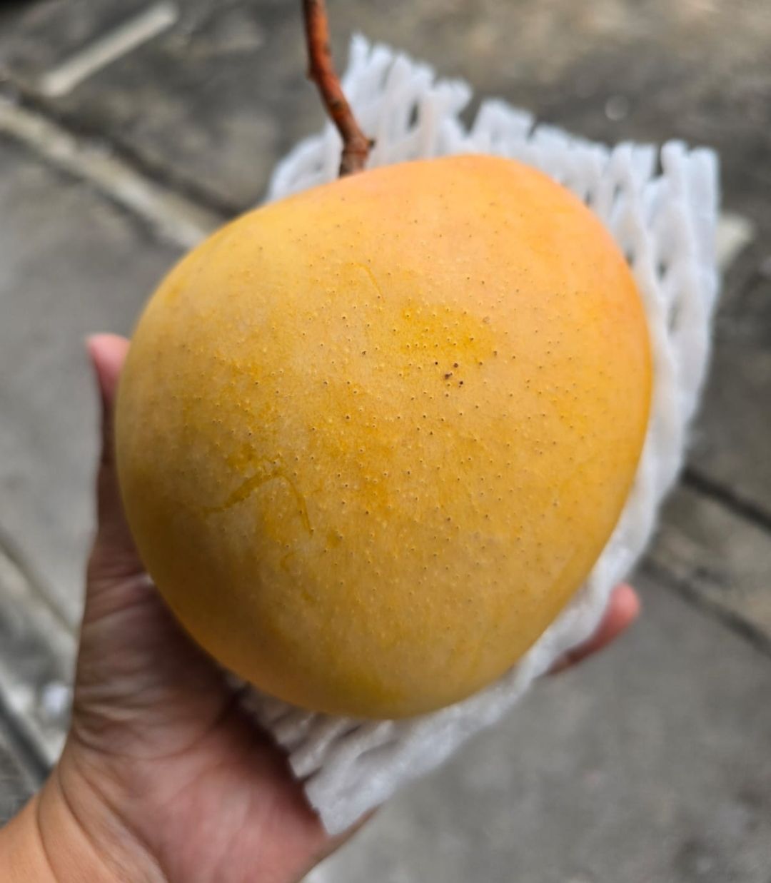 Thai R2e2 Mango (3 per set) - Chit Huat Pte Ltd | Take App