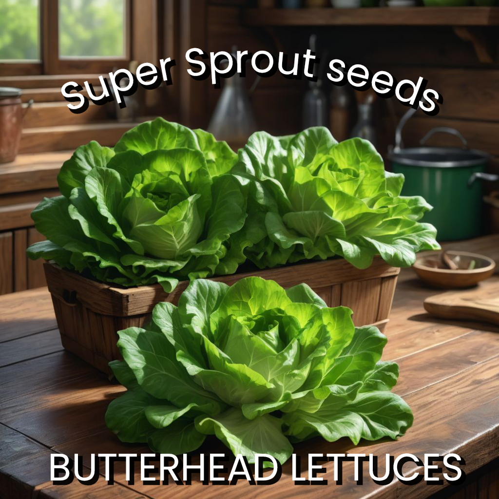 🌱BUTTERHEAD LETTUCE🌱 x 25+ seeds - Supersprout | Take App